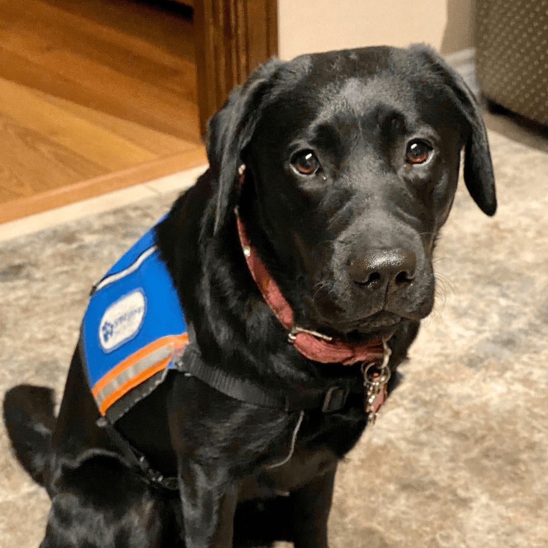 Canine Assisted Intervention - SPINEgroup